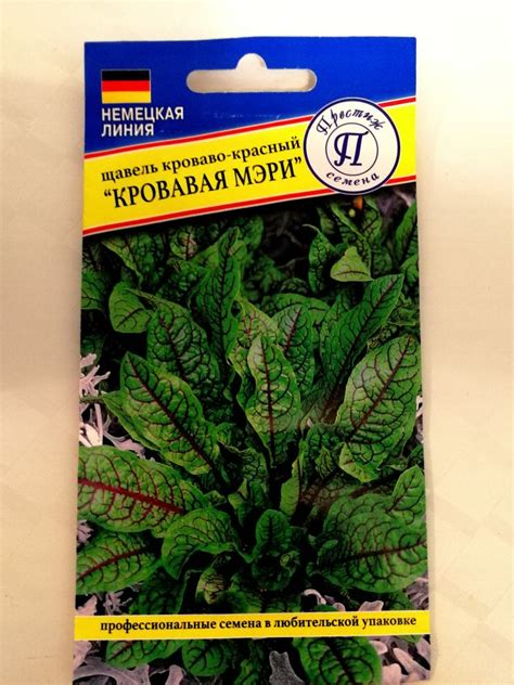 Щавель красный декоративен и съедобен уДачный проект Дзен