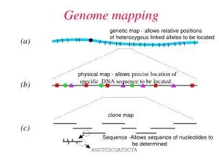 PPT GENOME MAPPING PowerPoint Presentation Free Download ID 5876156