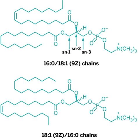 Mass Spec Method Distinguishes Lipid Positional Isomers