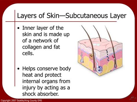 Subcutaneous Layer