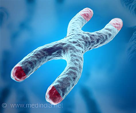 Is Telomere Loss Behind All Premature Aging Disorders
