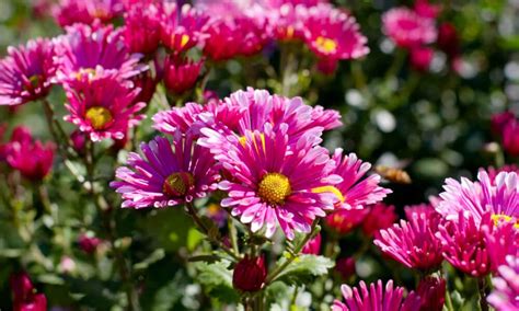 Crisântemos Aprenda A Cultivar A Flor Símbolo Do Sol