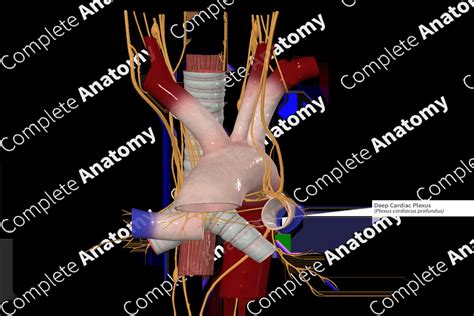 Deep Cardiac Plexus Complete Anatomy