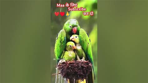 Maa 💕♥️ Lovestory Shortvideos Viralvideo Reel Motivation Video Funnyroast1718 Youtube