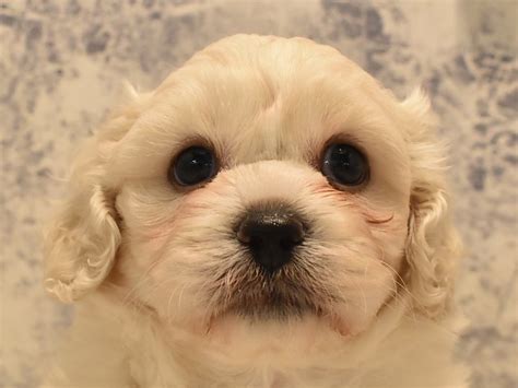 公津の杜駅千葉県のペットショップを探す子犬や子猫探しならpetmi