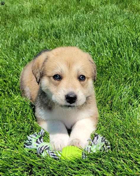 German Shepherd Bull Terrier Mix Puppies