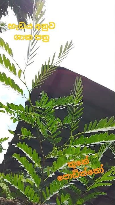 Lets Love Nature පත්‍රිකාවලට බෙදුනු ශාක පත්‍ර🌿leaflets Divided Into