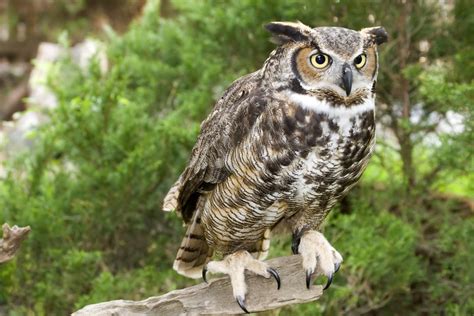 8 Types Of Owls In Georgia With Pictures Birdwatching Tips 2022