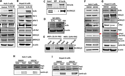 The Cell Polarity Protein Scrib Functions As A Tumor Suppressor In