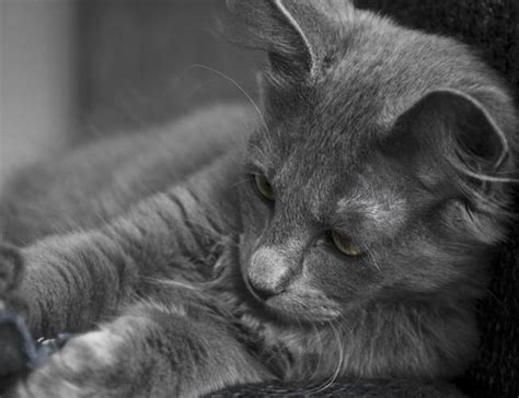 每天带你了解一种猫——尼比龙猫 知乎