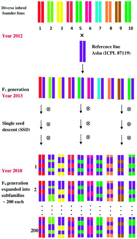Nested Association Mapping Nam Population In Pigeonpea Inbred Asha