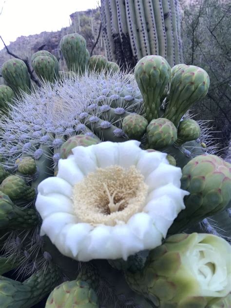 Tucson Mobile Massage Therapy