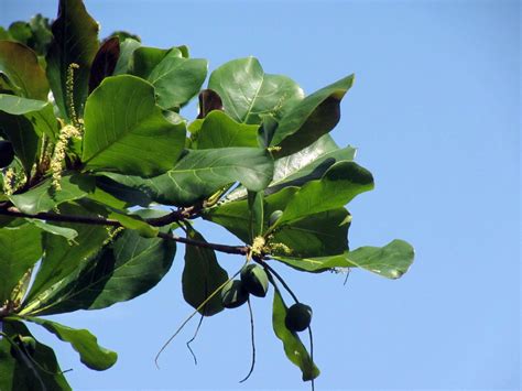 Free Images Tree Nature Branch Blossom Fruit Leaf Flower Food
