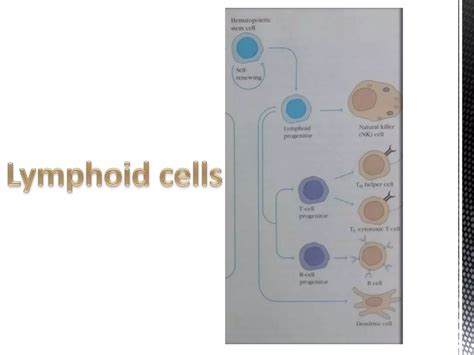 Hematopoiesis Immunology Pptx