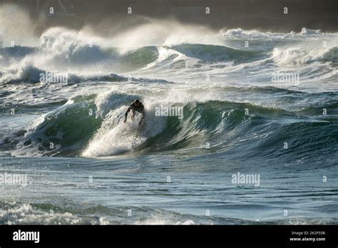 A Surfer Catching Wave And Doing Turn Wearing Black Wetsuit In Morning