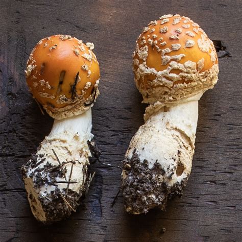 Amanita Muscaria A Poisonous Edible Mushroom