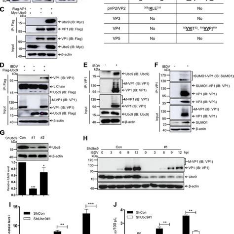 Sumo1 And Ubc9 Participate In Polymerase Vp1 Sumoylation Sumoylation