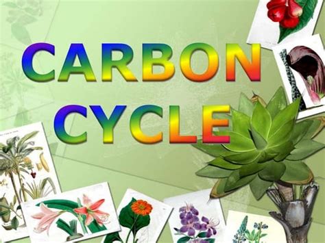 Carbon Cycle Ppt Ppt