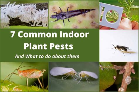 Plant Problems And Helps Archives The Contented Plant