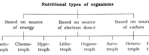 Nutritional Types Of Bacteria ~ Biotechfront