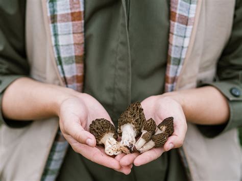 Foraging Ingredients Why Its Gaining Popularity Managed