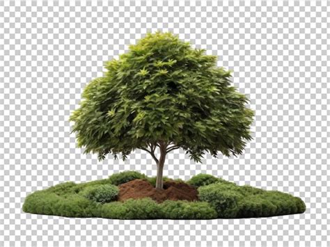 Premium Psd Swedish Columnar Plant Png