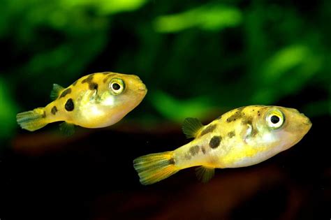 Pea Puffer Drawf Puffer Freshwateraquatica