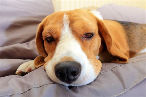 What You Need To Know About Kennel Cough — Ringwood Veterinary Clinic