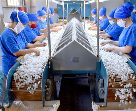 Silk Growers Of The Eastern Region Of Turkmenistan Plan To Receive 1010
