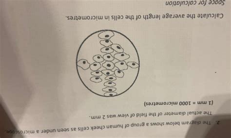 Solved The Diagram Below Shows A Group Of Human Cheek Cells As Seen