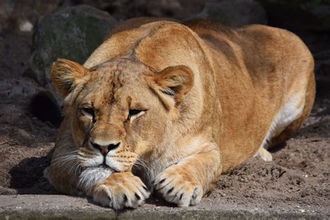 Big Cats Lions Snout Glance Hd Wallpaper Rare Gallery