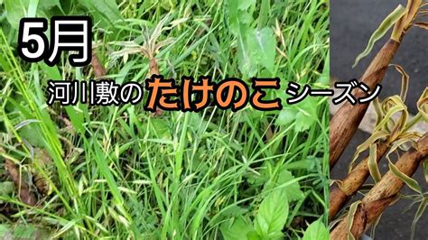 5月上旬 たけのこ採り 河川敷の細いたけのこ Youtube