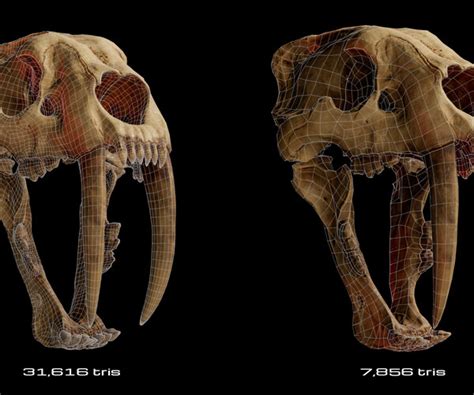 Artstation Smilodon Fatalis Skull Resources