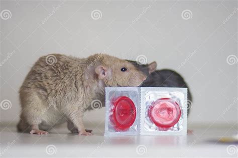 The Concept Of Safe Sex Rats With Condoms Stock Image Image Of