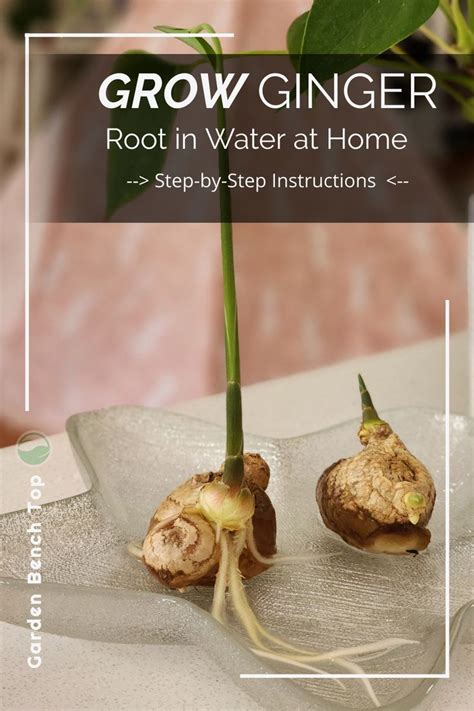 How To Root And Grow Ginger At Donald Hammond Blog