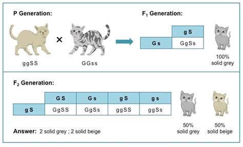 Dihybrid Crosses Bioninja