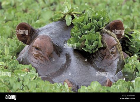 Hippopotamus In Water