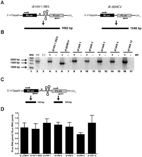 The Full Length Bicistronic Rna Is Expressed From The Dl Var Vectors