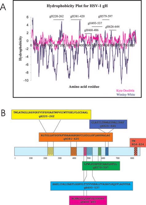 A Hydrophobicity Plots Corresponding To The Sequence Of Hsv 1 Gh The