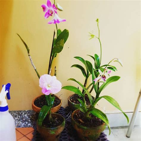 Cara Menanam Bunga Anggrek Dalam Pot