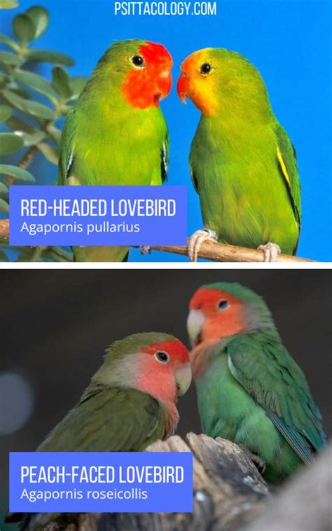 Red Headed Lovebird Parrot Profile The Lesser Known Lovebird Psittacology