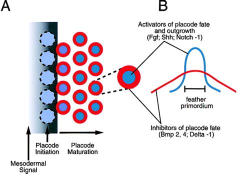 Morphogenesis Cell