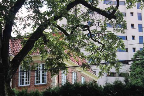 Esta Es La Historia Del árbol De Nogal Más Viejo De Bogotá Y Su