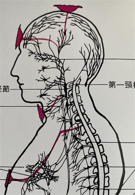 前頭葉からサハスララ、そして後頭部までエネルギーが満ちる 瞑想録スピリチュアル ワヤナタ 我が家への長い旅路