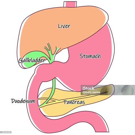 Illustration Of The Liver Stomach Duodenum Gallbladder And Pancreas