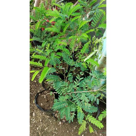 Grafted Sweet Sampalok Shopee Philippines