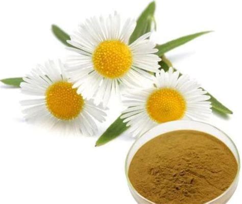 Apigenin Chamomile Manufacturer Undersun