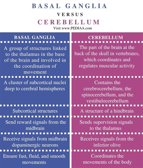 Basal Ganglia Vs Substantia Nigra At Alexandra Connibere Blog