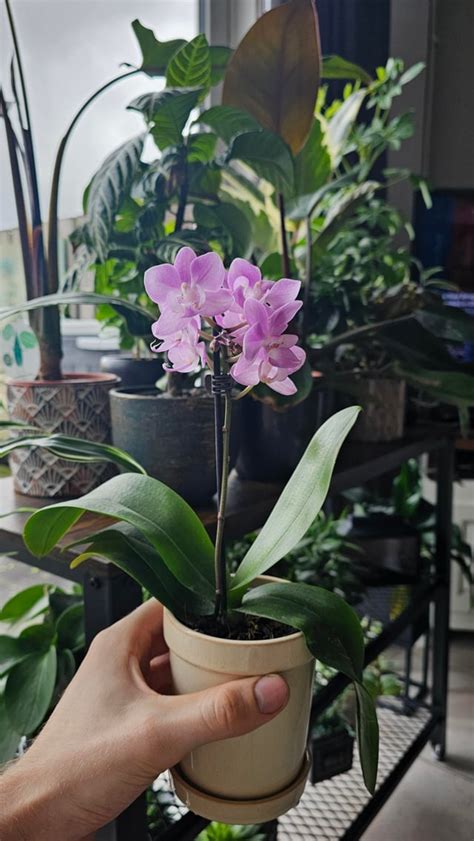 Purple Root Tip R Orchids