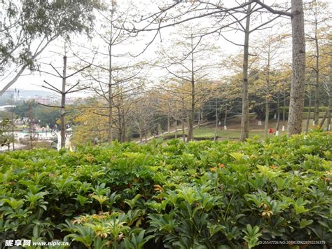 鹅掌藤摄影图 树木树叶 生物世界 摄影图库 昵图网